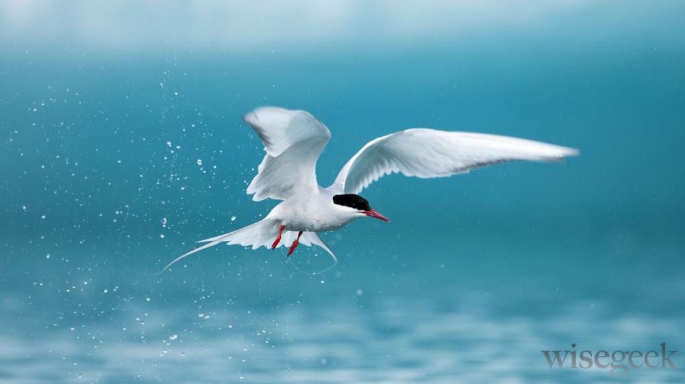 What is the Prussian Education System? (with pictures)