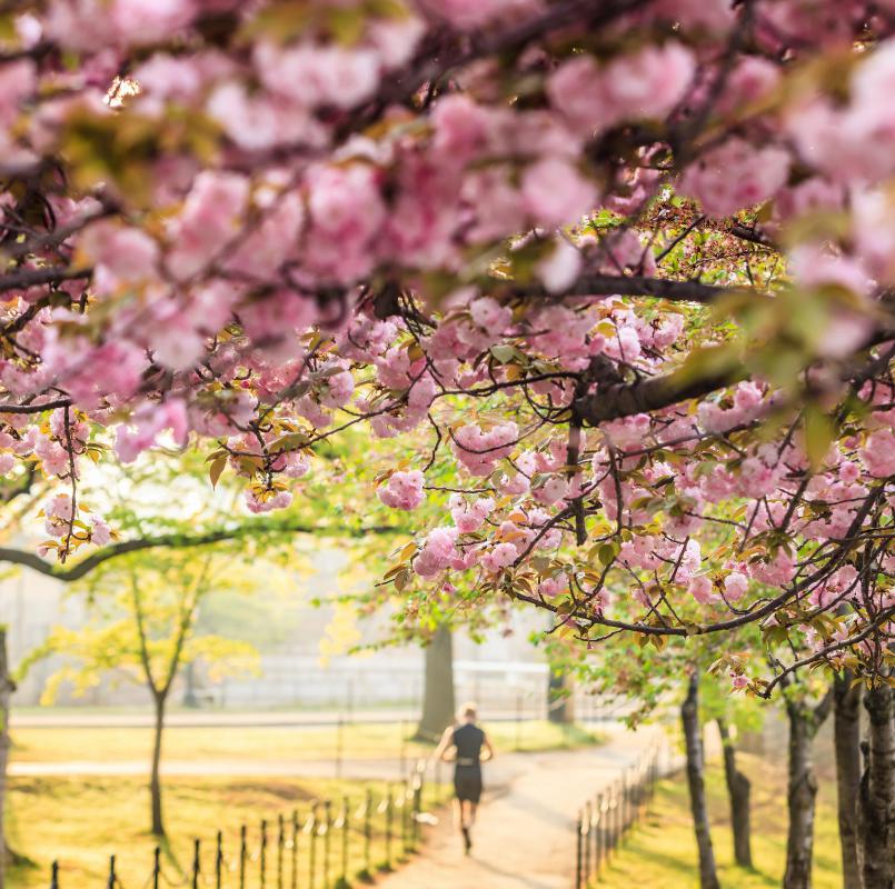 What is the Cherry Blossom Festival? (with pictures)