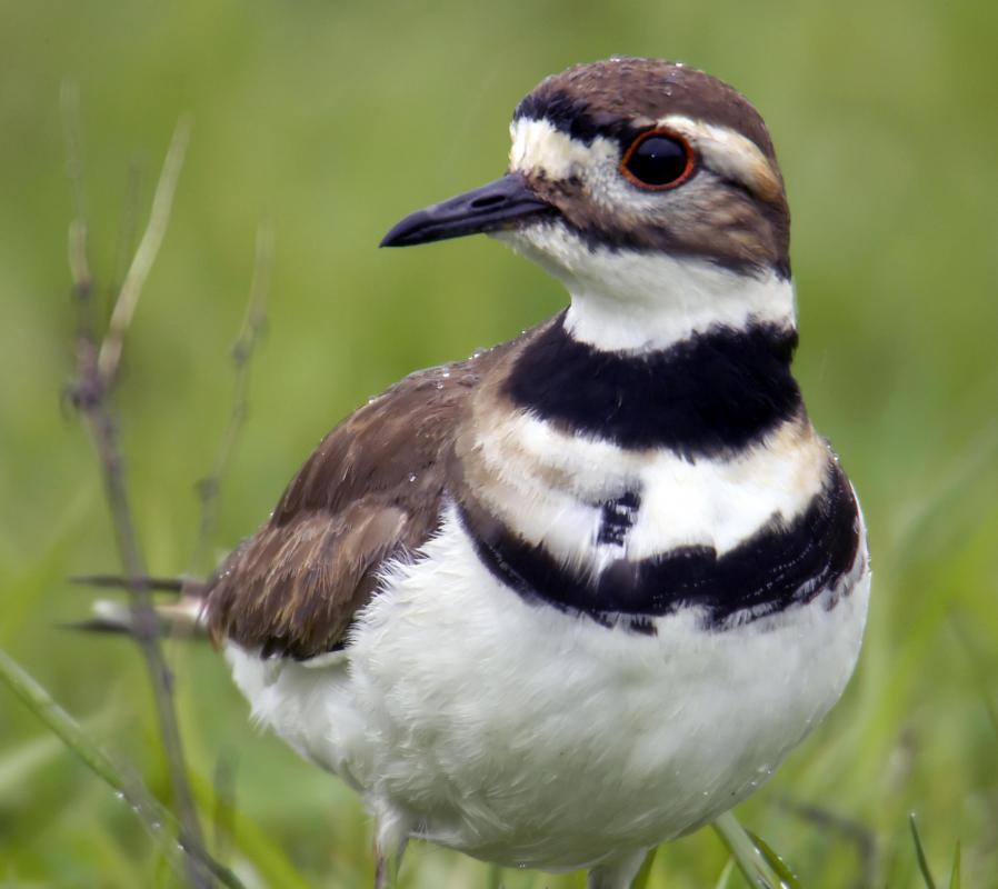 What is the Gobi Desert? (with pictures)