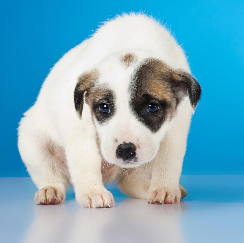 What is the RSPCA? (with pictures)