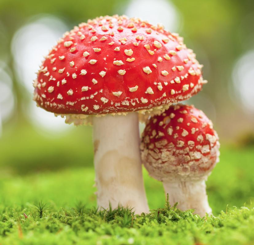 What is an Entheogen? (with pictures)